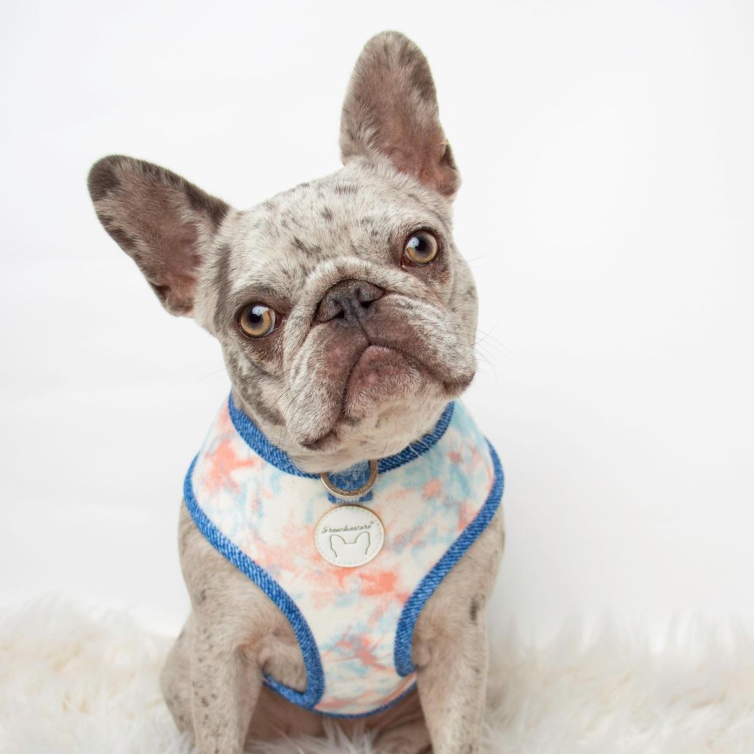 Feeding your Frenchie