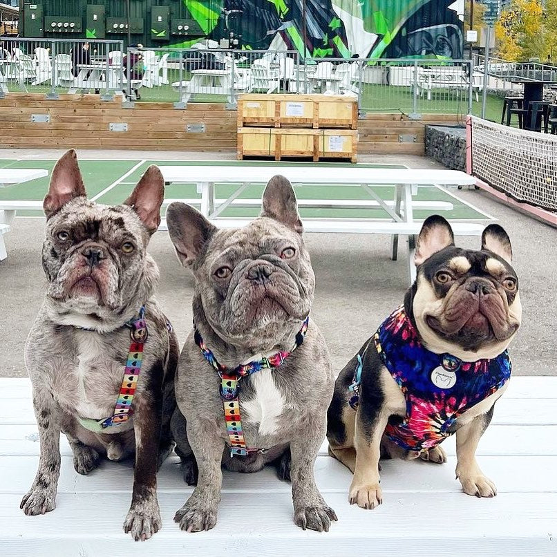 Frenchie Grooming 101: Tips for Keeping Your French Bulldog Looking an