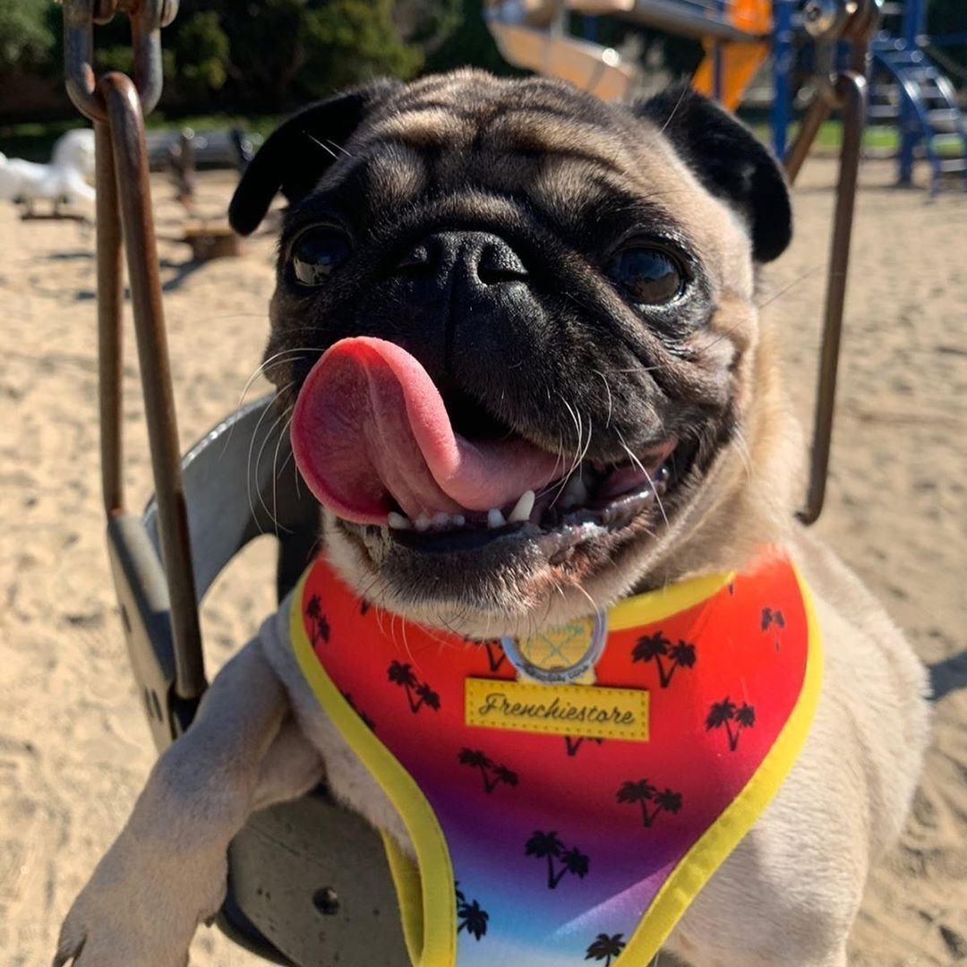 Pug Blog