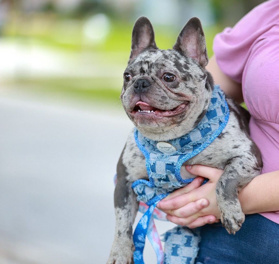 Should I Breed a Frenchie in First Heat?