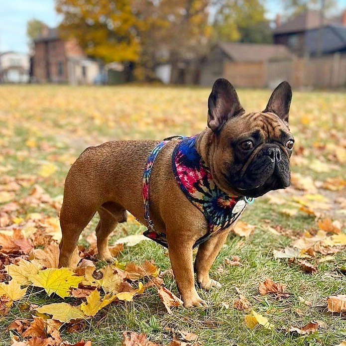 Feeding your Frenchie