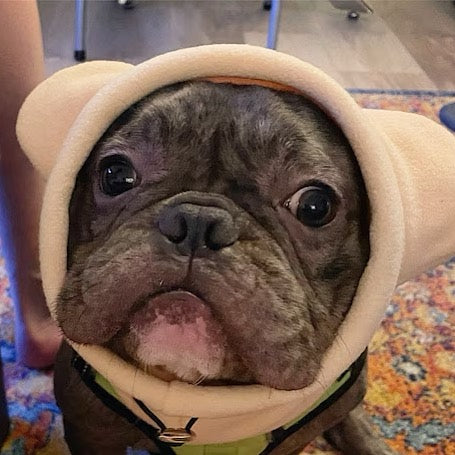 Feeding your Frenchie