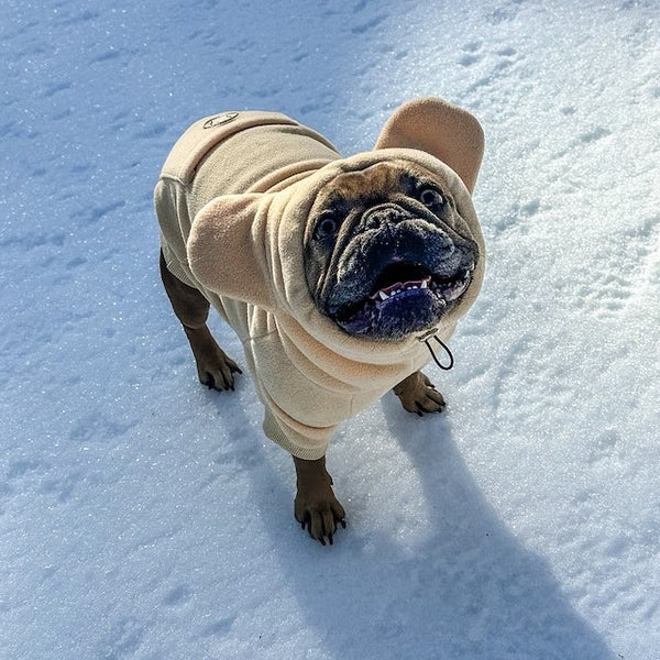 My Frenchie Won't Stop Barking: Tips for Managing Excessive Barking