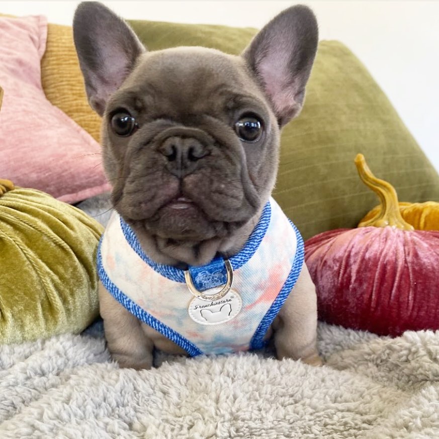 Feeding your Frenchie