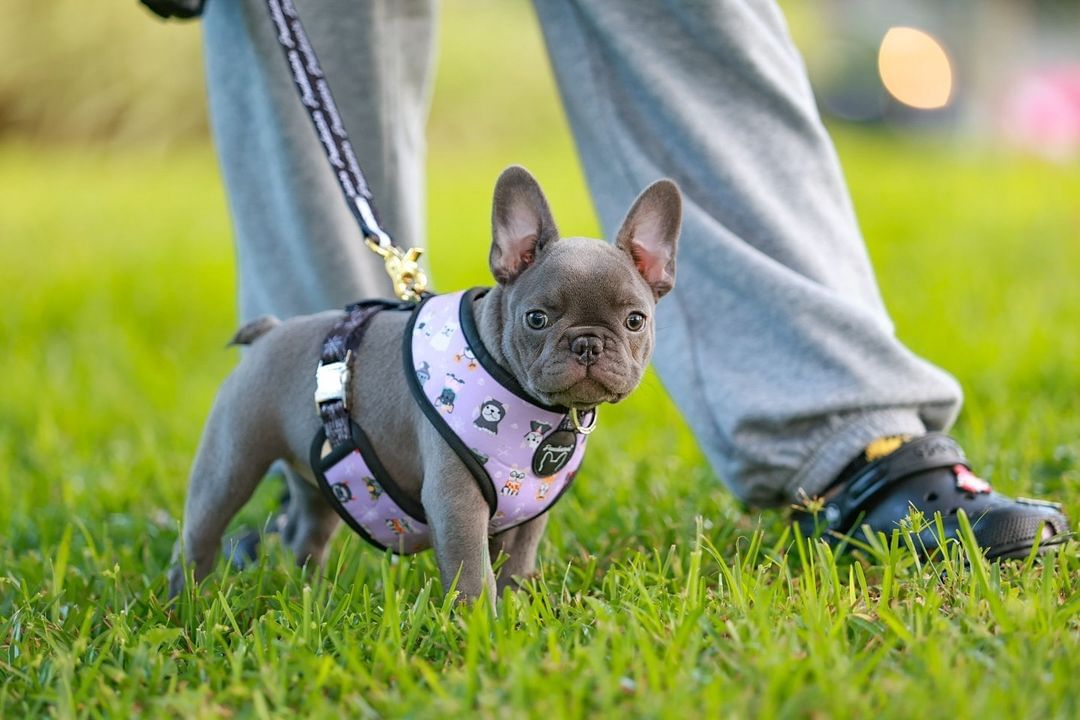 Feeding your Frenchie