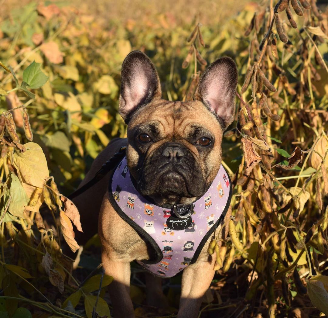 Feeding your Frenchie