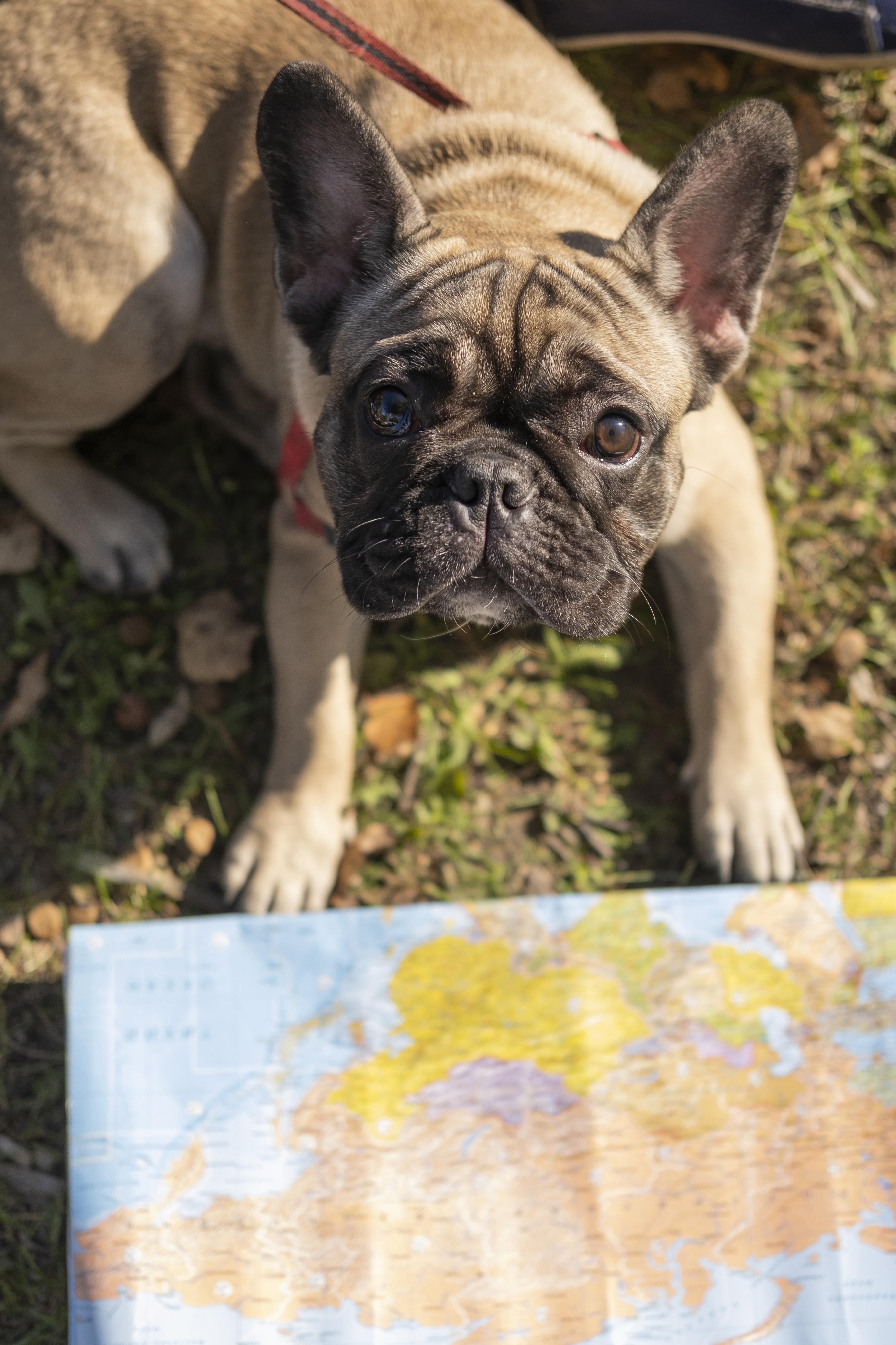 French Bulldog Eye Complications: Understanding, Prevention, and Treat