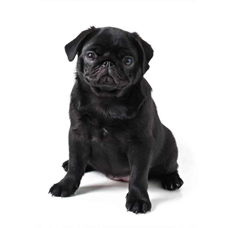Pug Blog