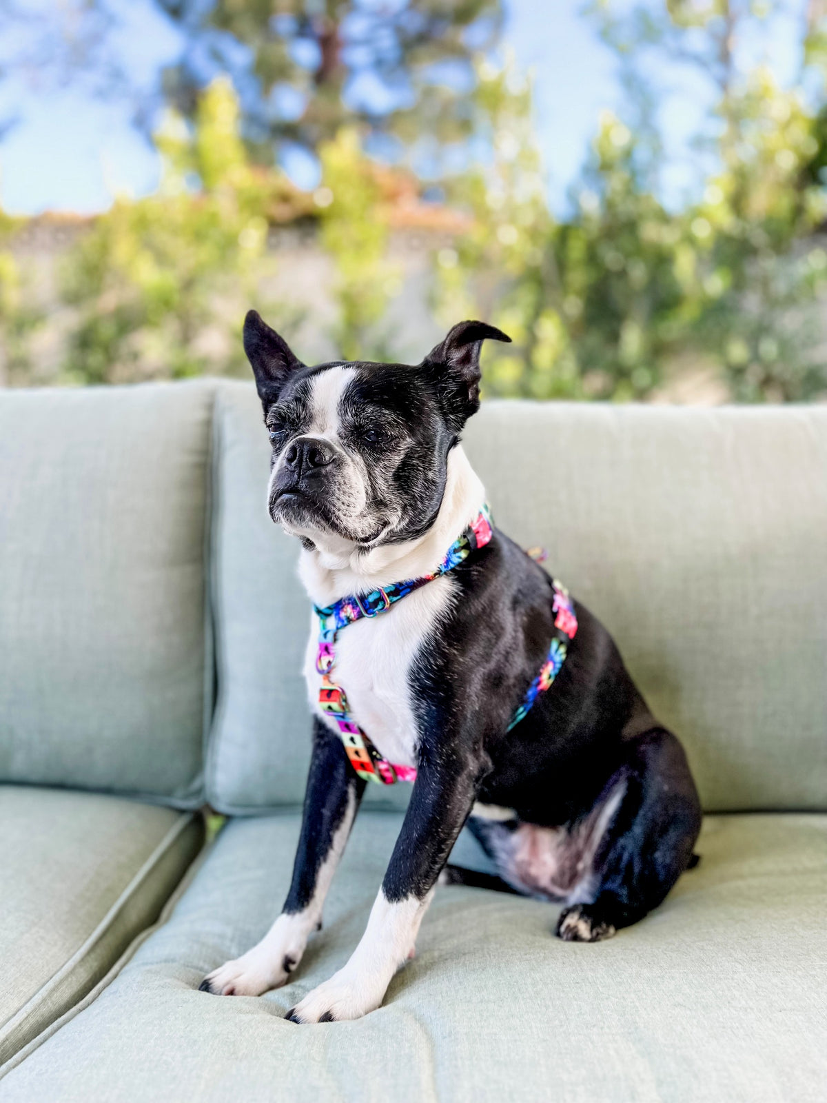 Frenchiestore Harnais de sangle de sante reglable pour animaux de compagnie L amour c est l amour