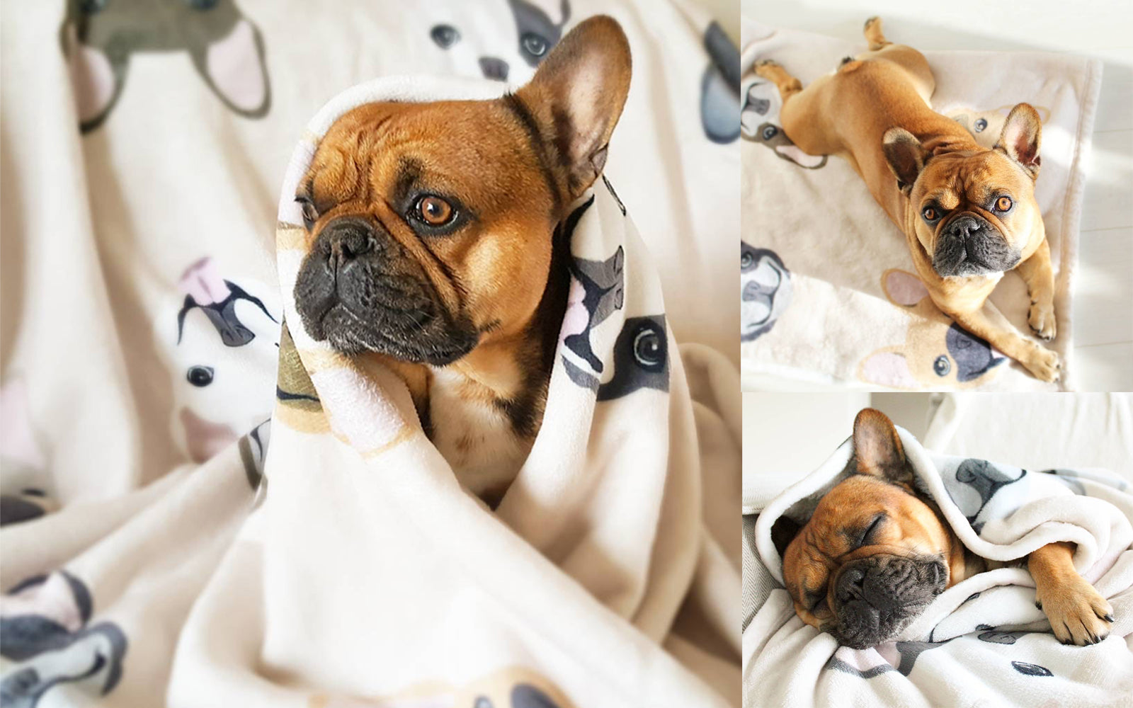 Frenchie pet products made for French Bulldogs sizing & health needs