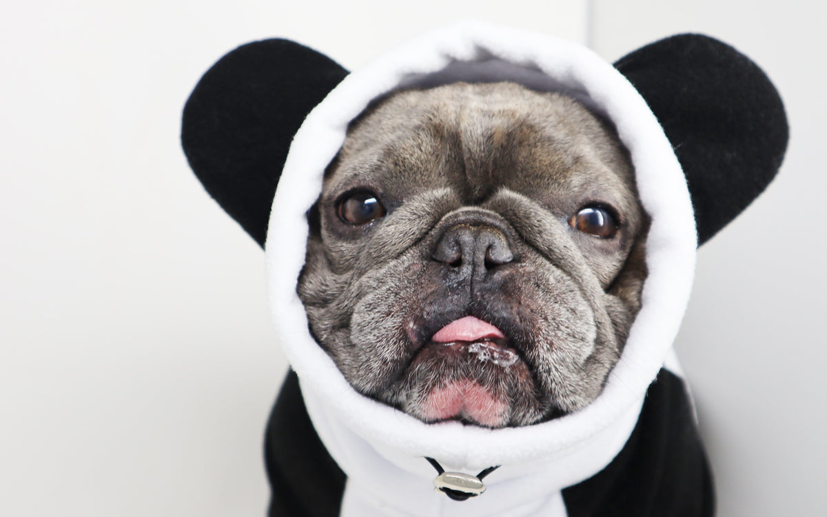 Frenchie pet products made for French Bulldogs sizing & health needs