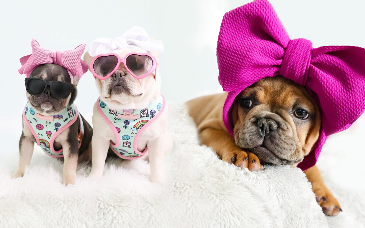 Frenchie pet products made for French Bulldogs sizing & health needs