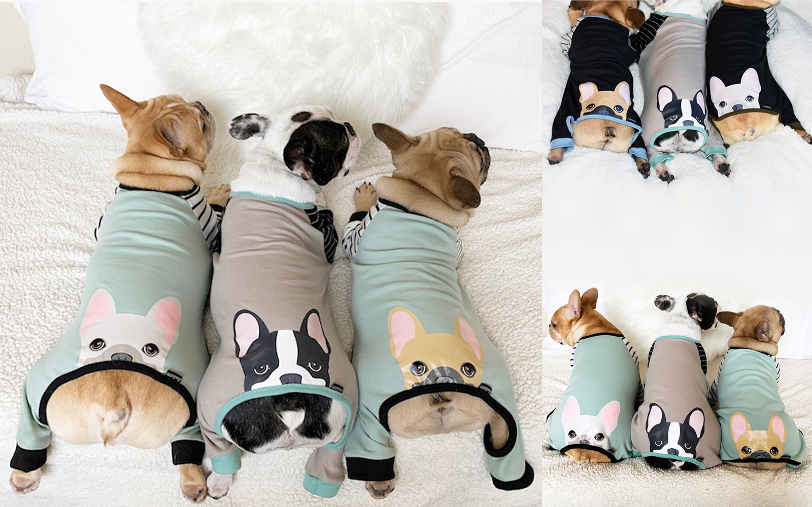 Frenchie pet products made for French Bulldogs sizing & health needs