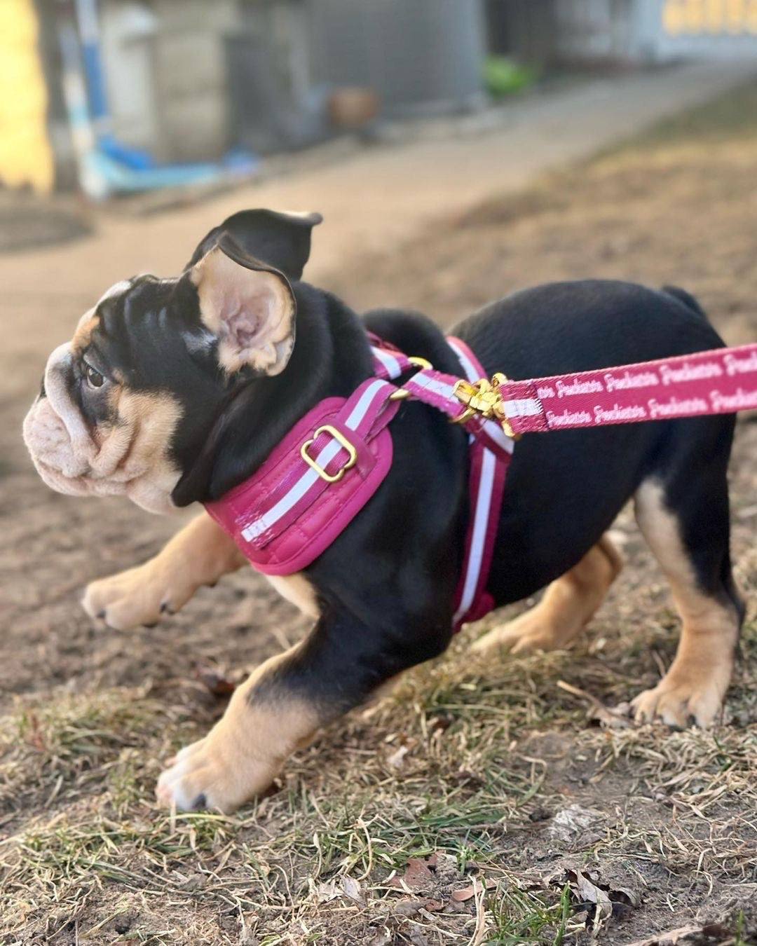 Frenchiestore Neck Adjustable Vegan Leather Health Harness | Beet Vars